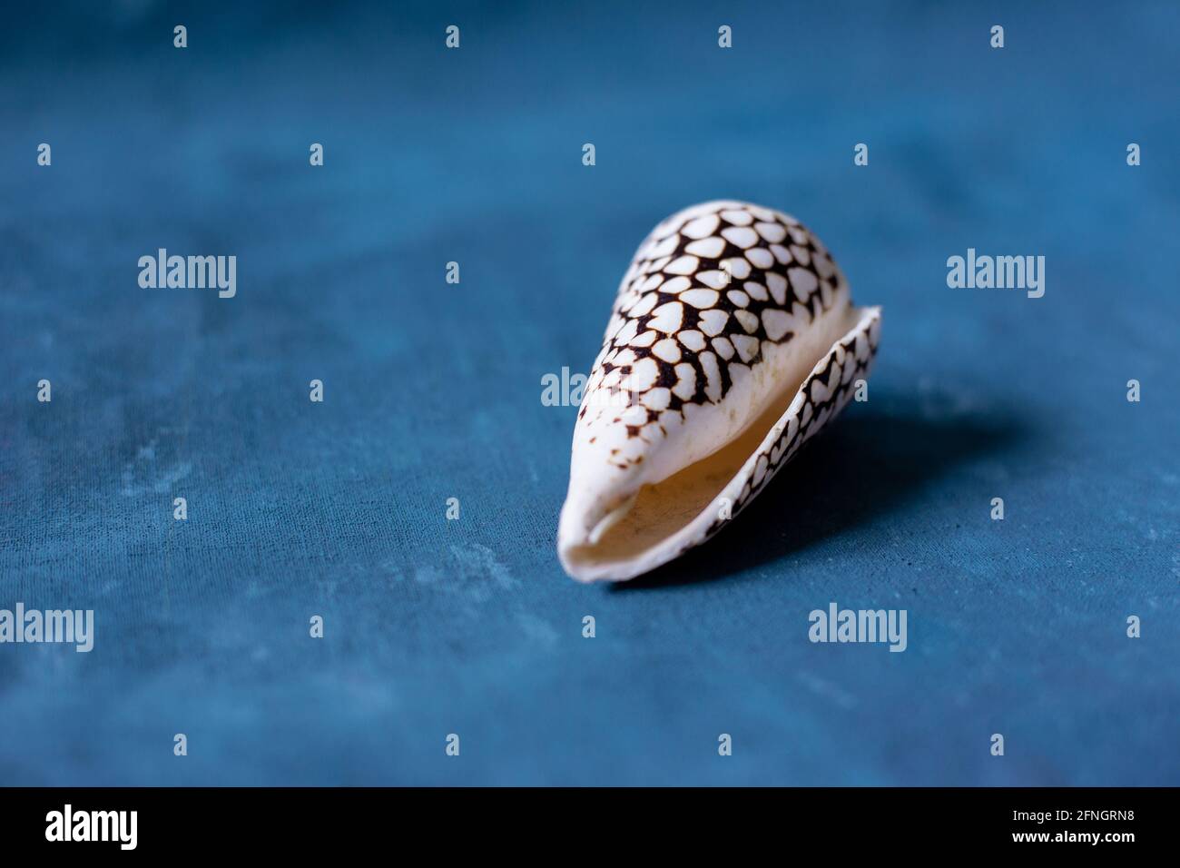 Conidae High Resolution Stock Photography and Images - Alamy