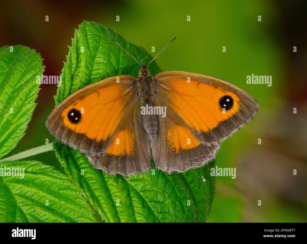 Britain england gatekeeper hi-res stock photography and images - Alamy