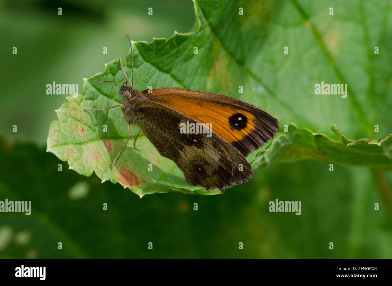 Britain england gatekeeper hi-res stock photography and images - Alamy