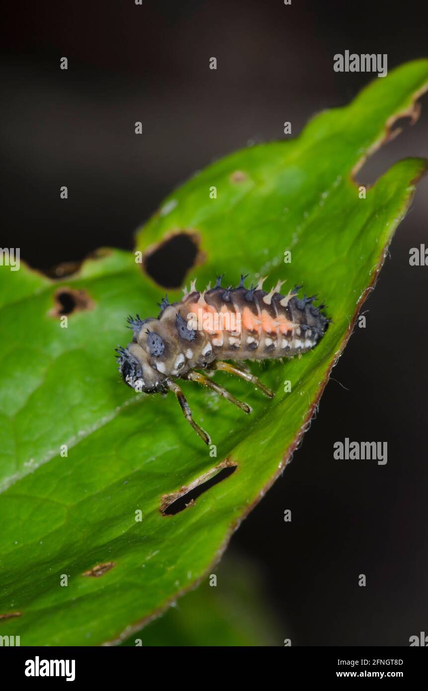 Harlequin ladybird larvae hi-res stock photography and images - Alamy