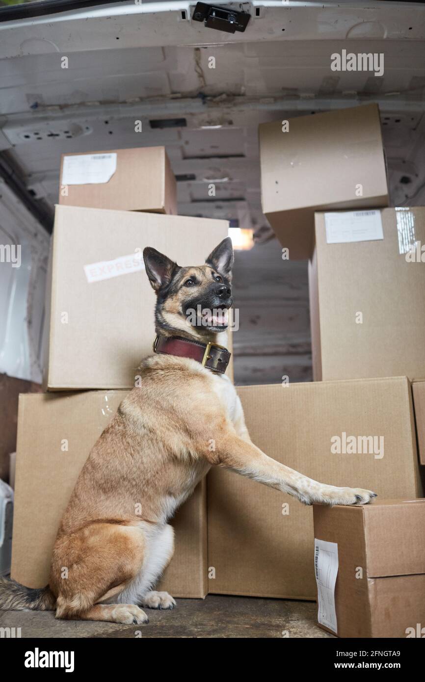 Military shepherd dog guarding the cargo in the lorry Stock Photo - Alamy