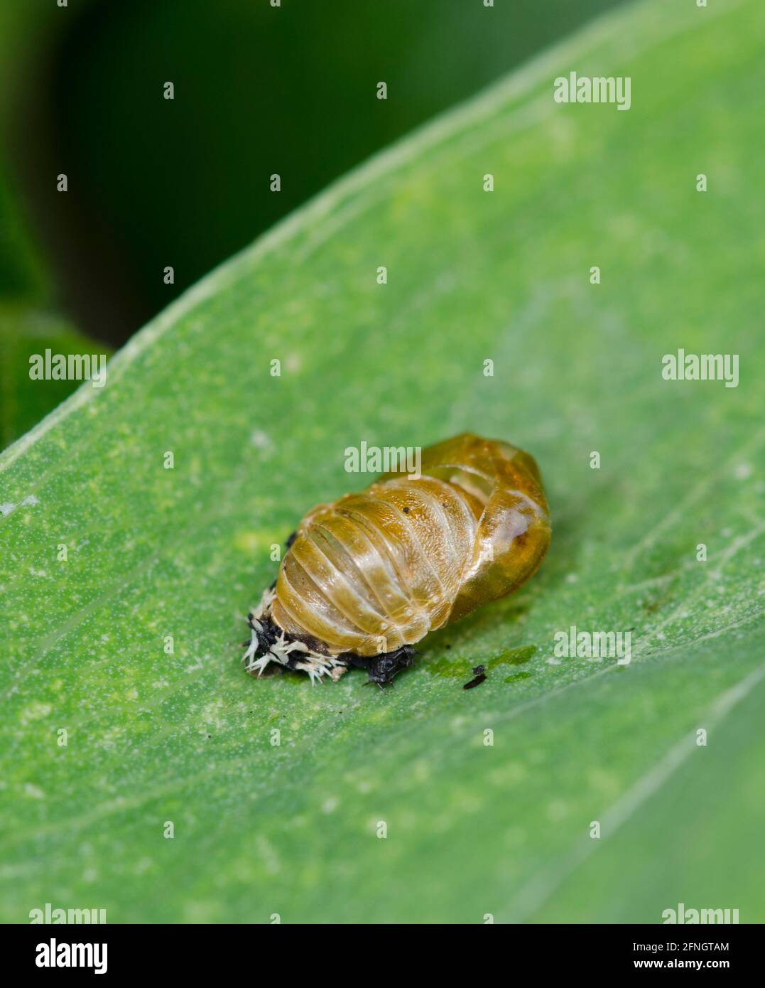 Coleoptera coccinellidae ladybug hi-res stock photography and images ...