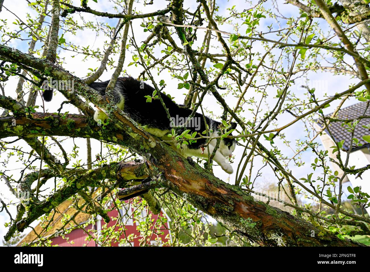 Cat in apple tree hi-res stock photography and images - Alamy