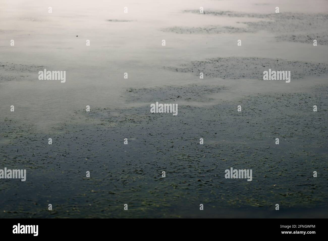 Lake with moss covered in an abstract background Stock Photo - Alamy