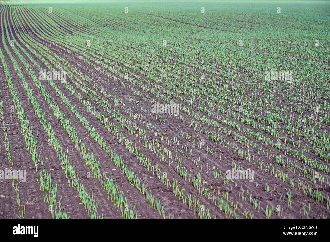 agriculture field with lines of small crops Stock Photo - Alamy