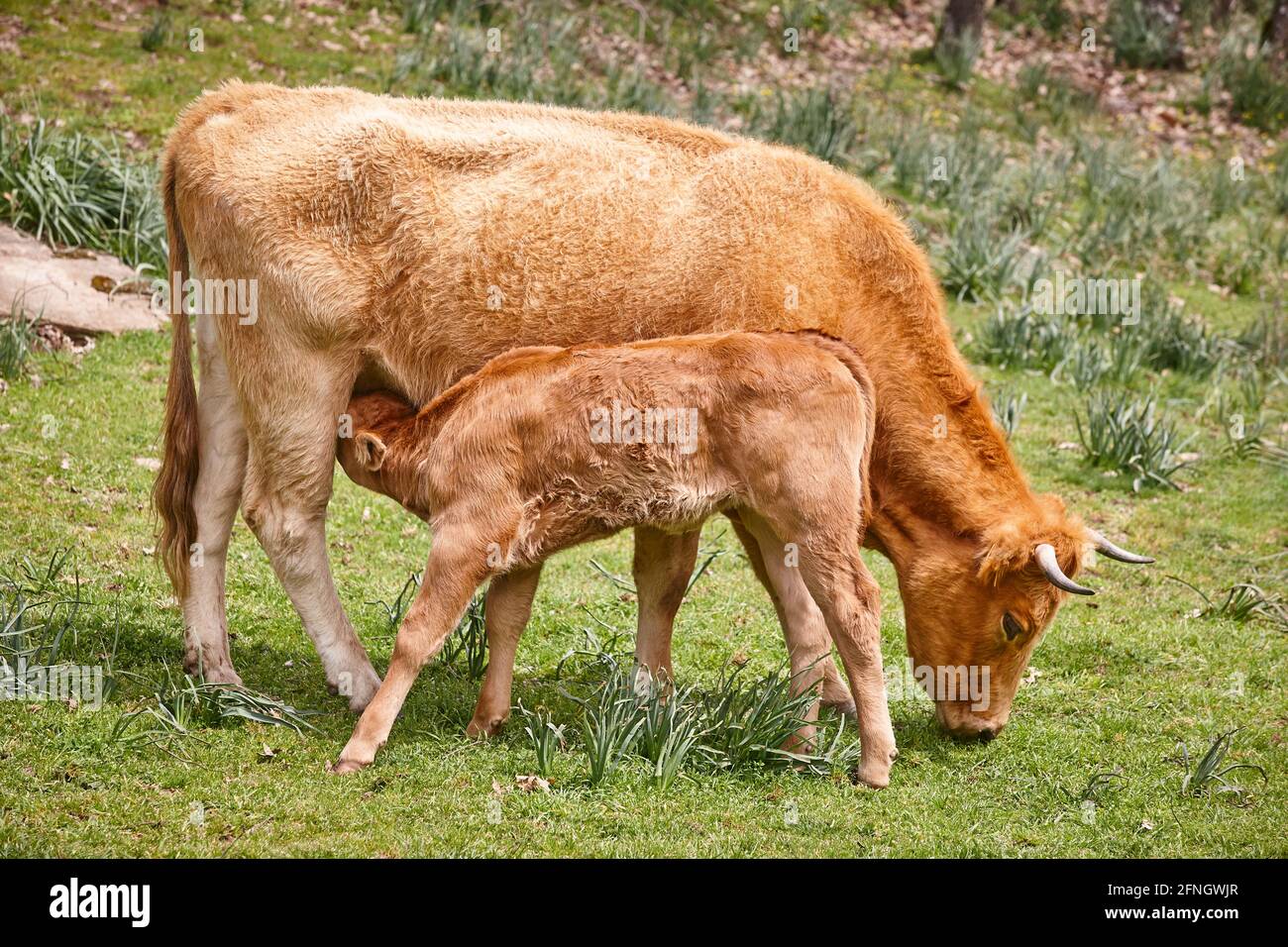 Unweaned calf suckling from his mother. Bovine cattle. Nursling Stock ...
