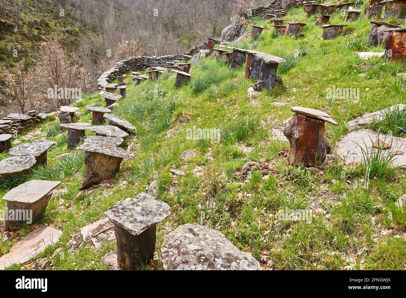 Tree trunks beehives and traditional natural apiary in La Hiruela Stock ...