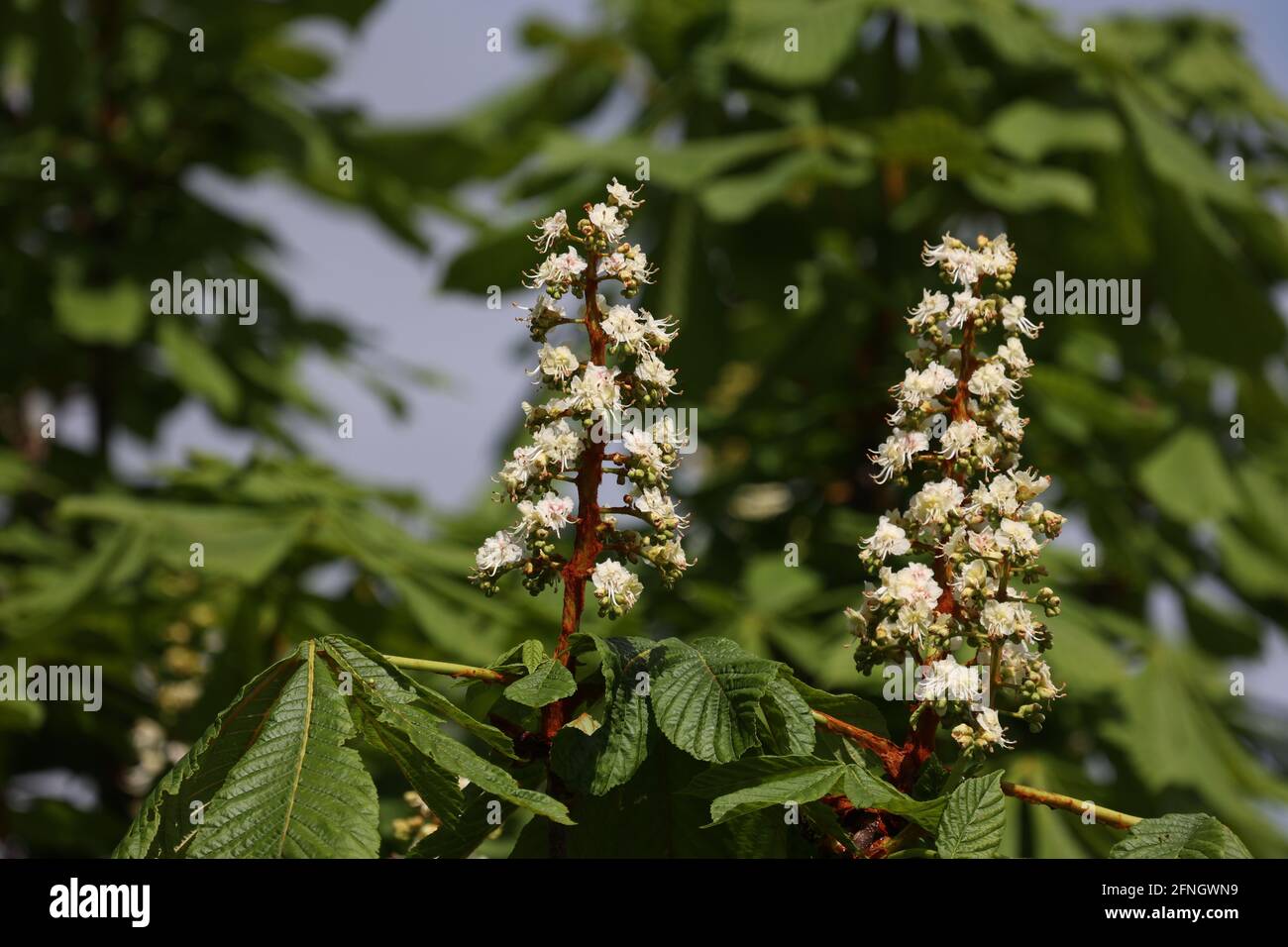 Close up of the flower buds of a chestnut tree, Aesculus hippocastanum ...