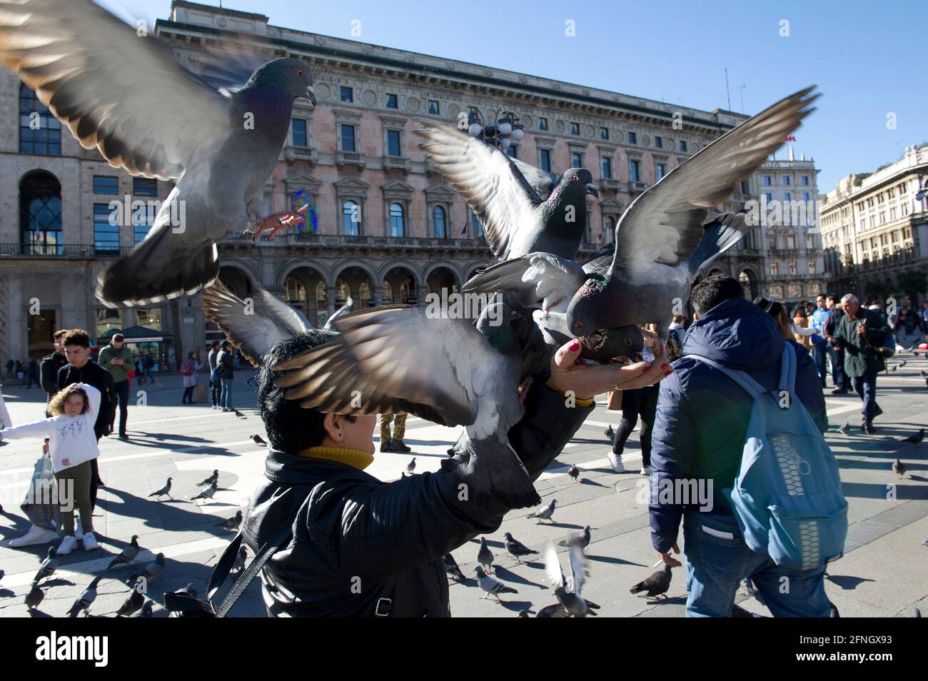 Europe, Italy, Lombardy, Milan, pigeons in Piazza Duomo eat from the ...