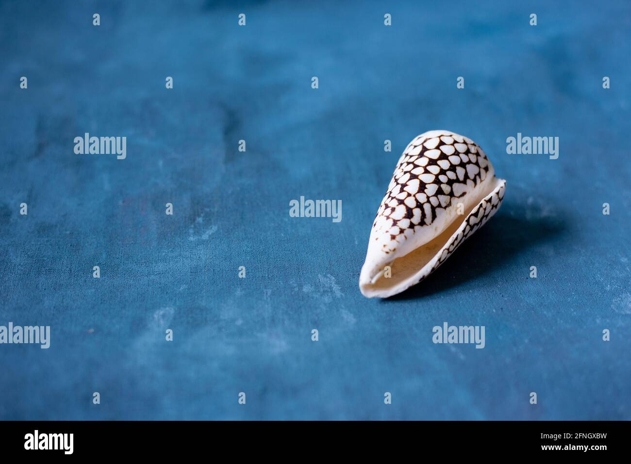 Black Cone on a blue background. Conus Marmoreus. Shell With White ...