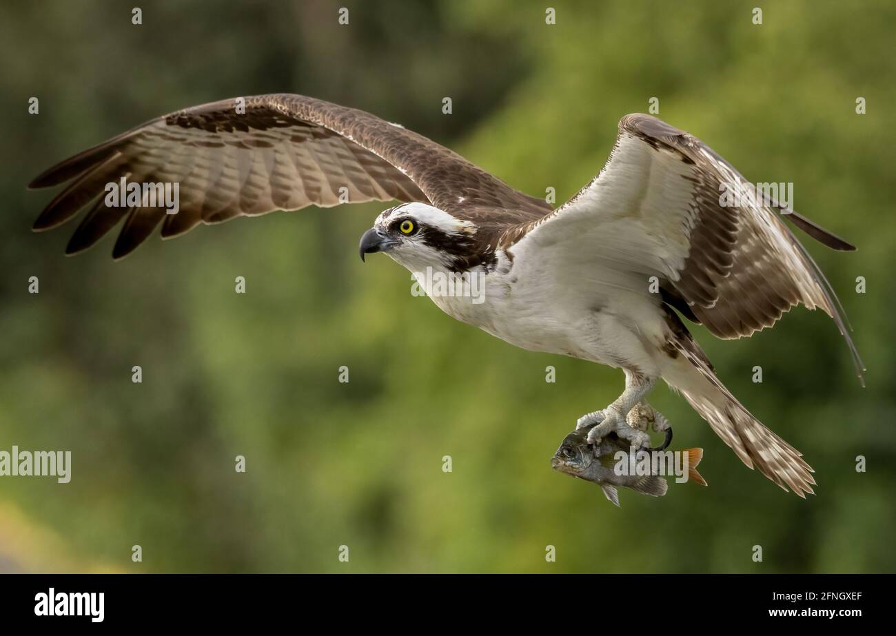 Osprey Water High Resolution Stock Photography and Images - Alamy