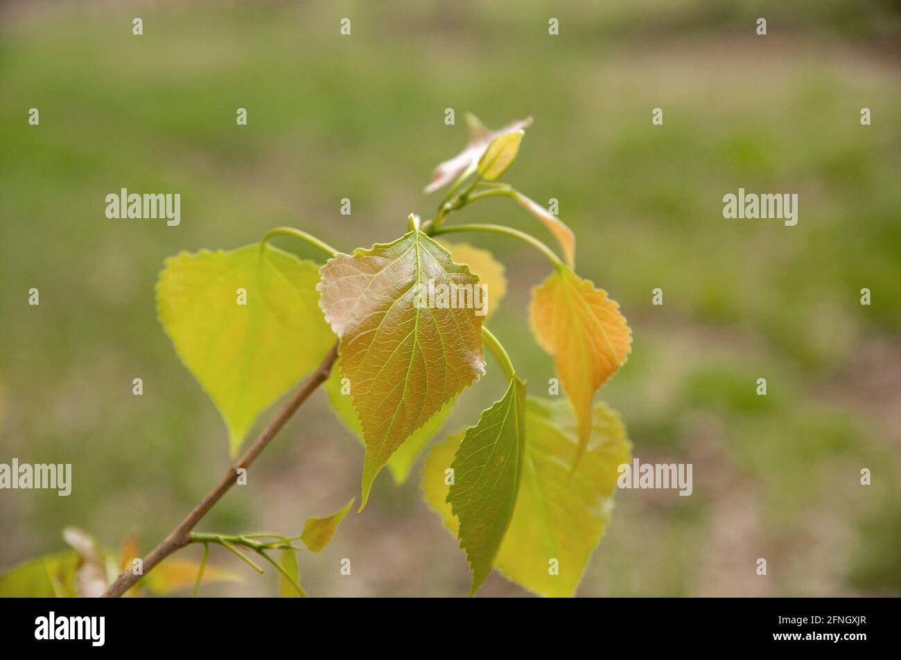 Growth on birch tree hi-res stock photography and images - Alamy