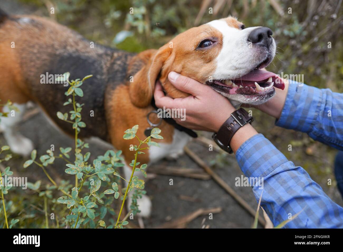 Human and the animal connection. The concept of trust and friendship ...