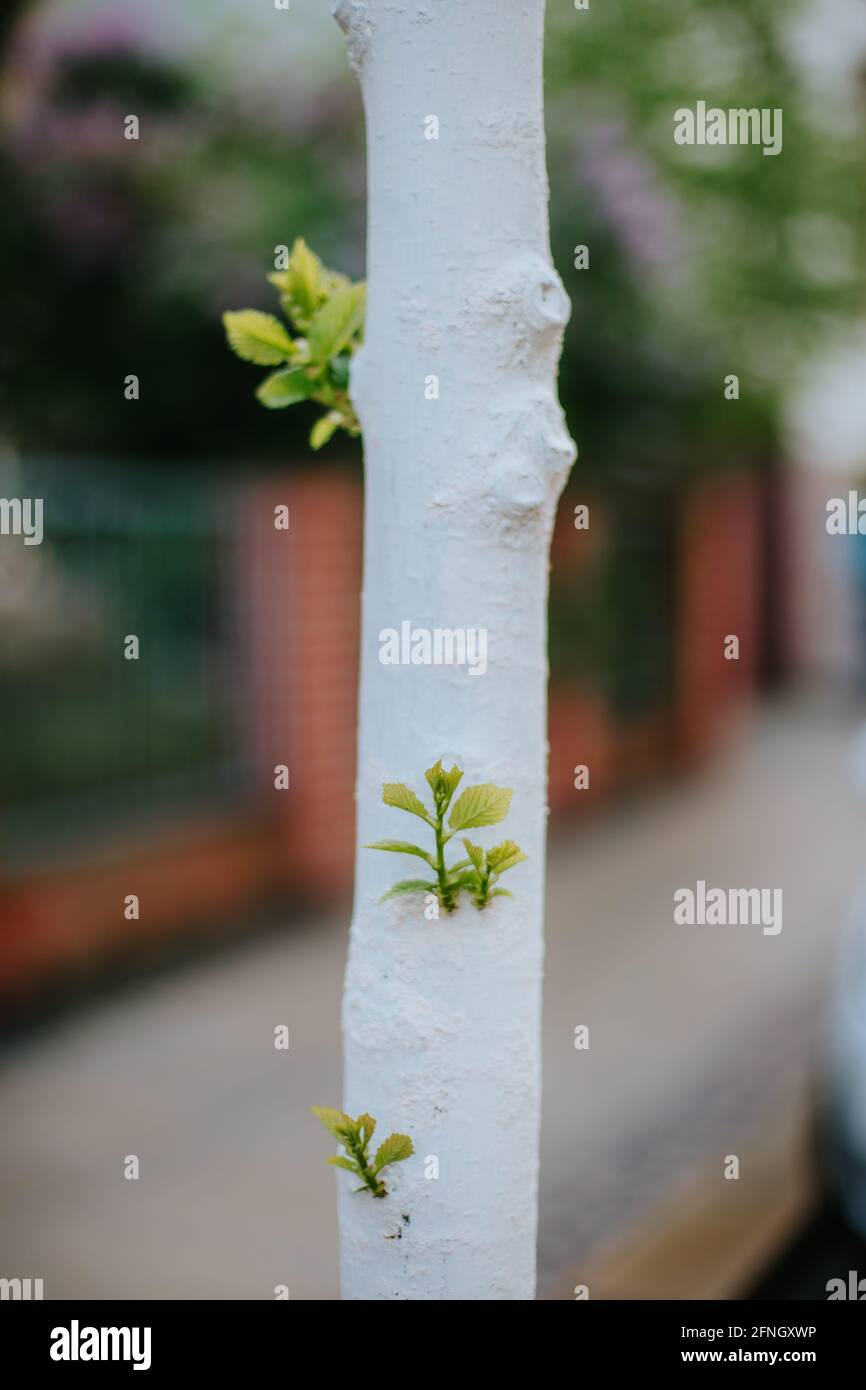 young birch tree growing new branches Stock Photo - Alamy