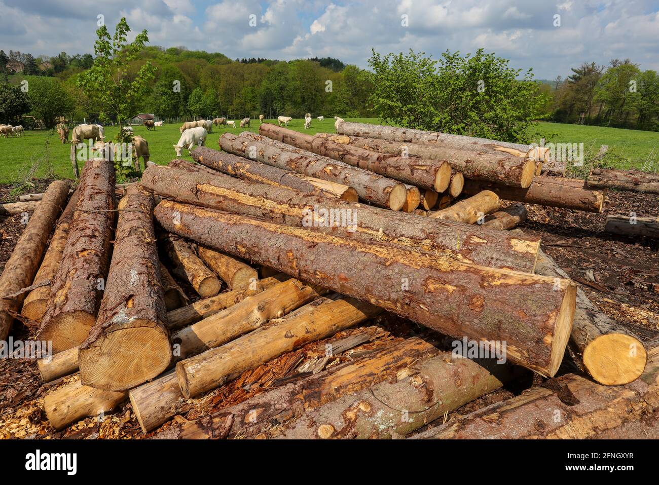 Solingen, North Rhine-Westphalia, Germany - Fresh wood in the timber ...