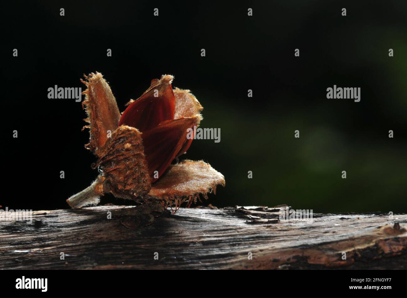 Beech mast hi-res stock photography and images - Alamy