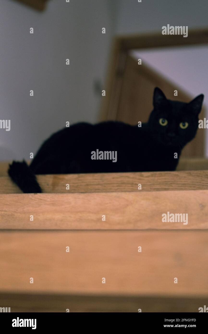 London cat hi-res stock photography and images - Alamy