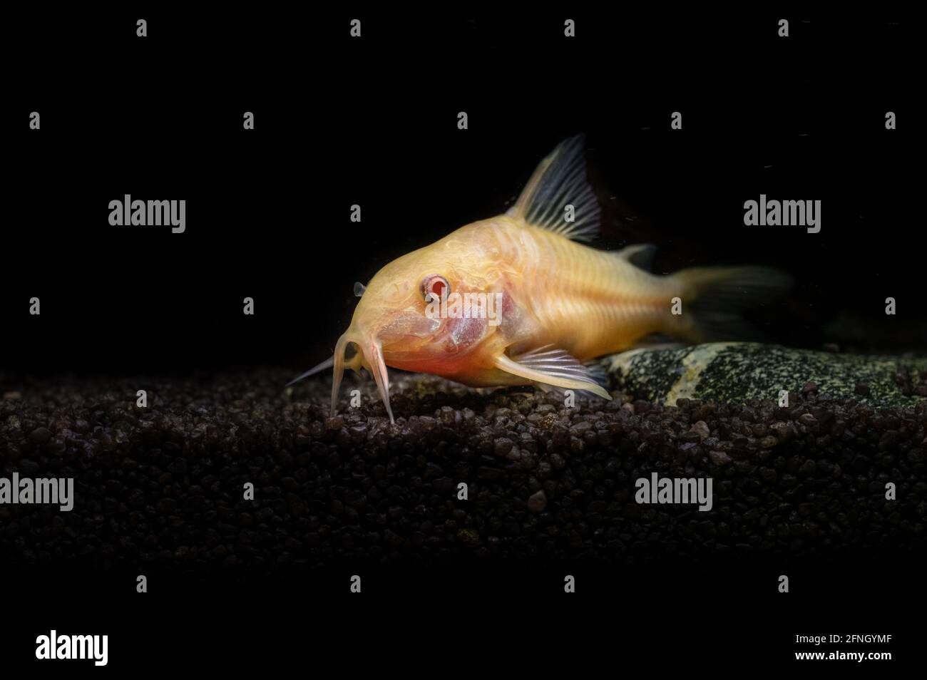 Corydoras aeneus albino hi-res stock photography and images - Alamy
