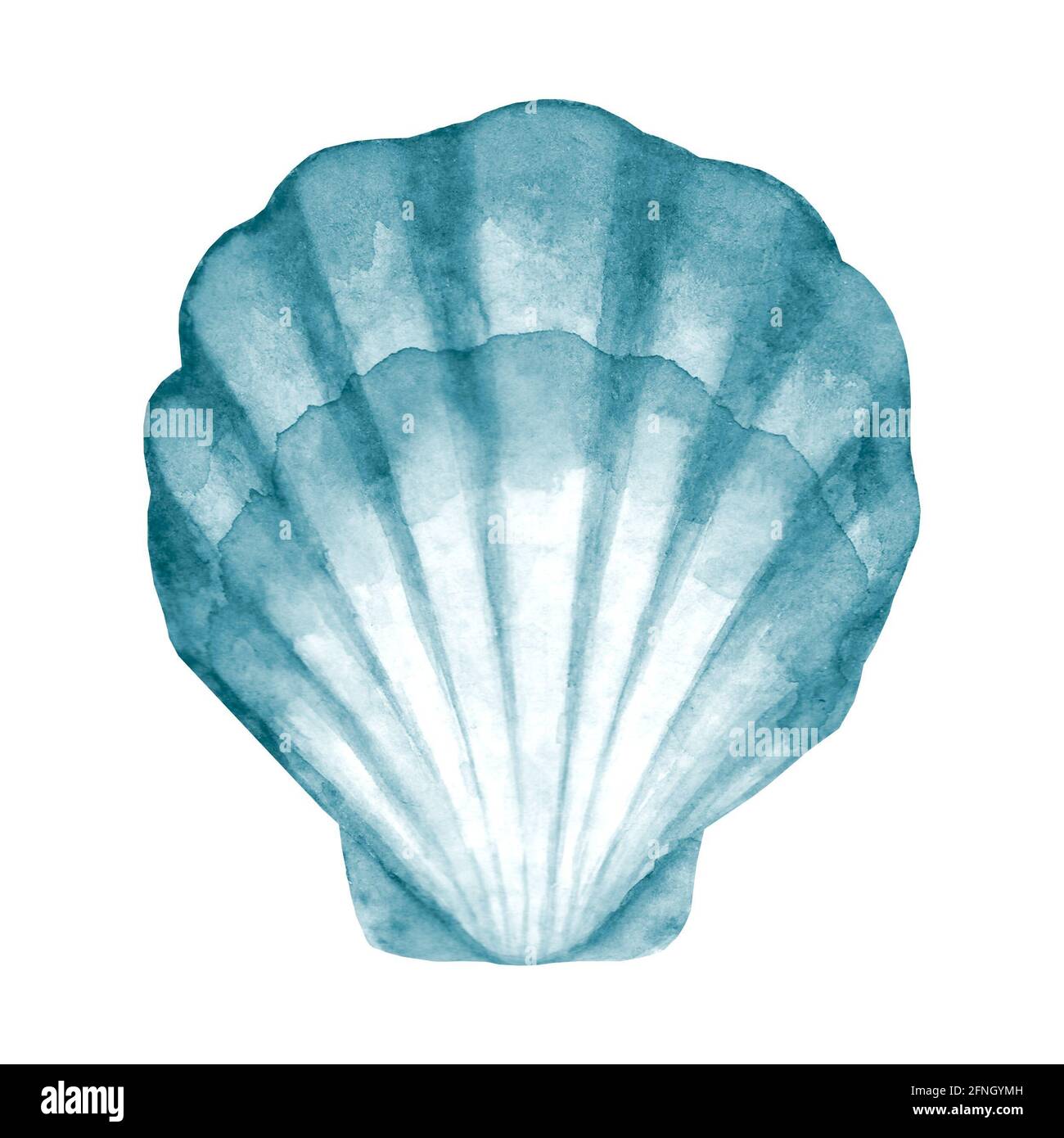 Sea Shell Illustration