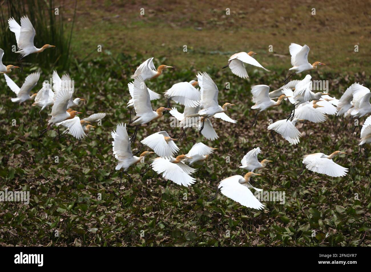 A flock of white egrets was flying in search of food over a pond Stock ...