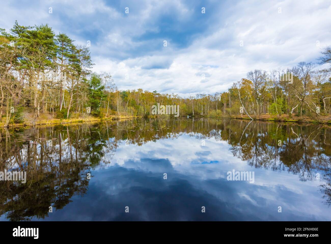 Chobham woods surrey hi-res stock photography and images - Alamy