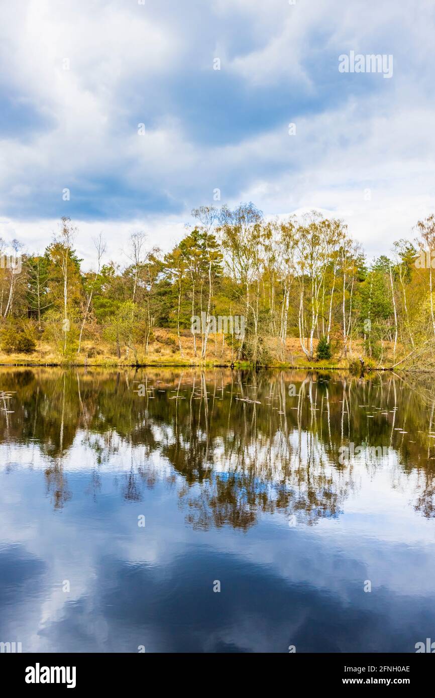 The Fishpool with reflections of lakeside trees in the Gracious Pond ...