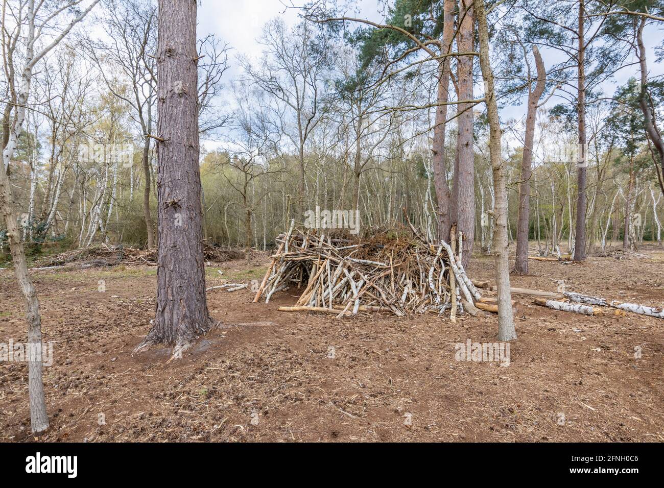 Chobham woods surrey hi-res stock photography and images - Alamy