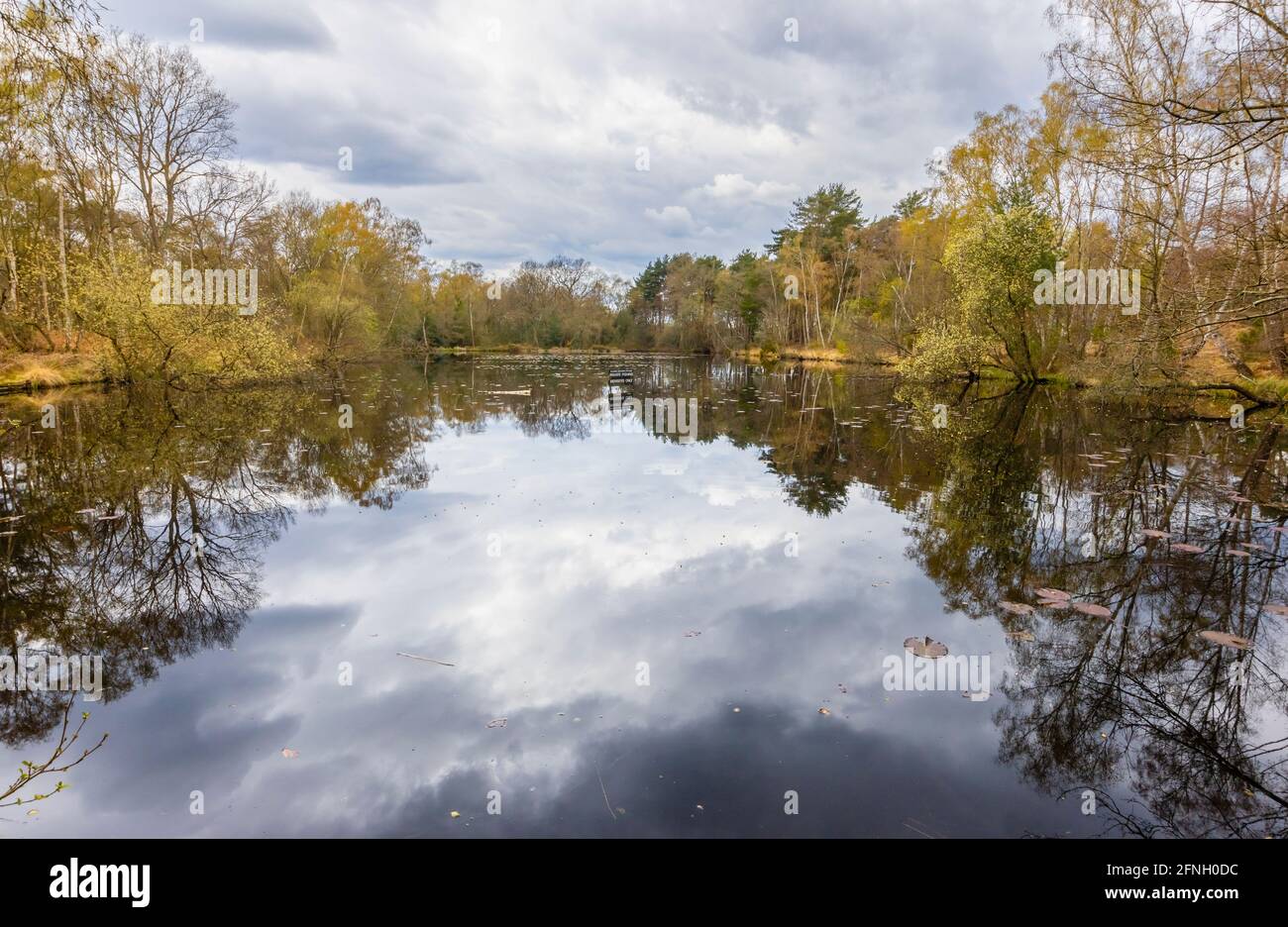 Chobham woods surrey hi-res stock photography and images - Alamy