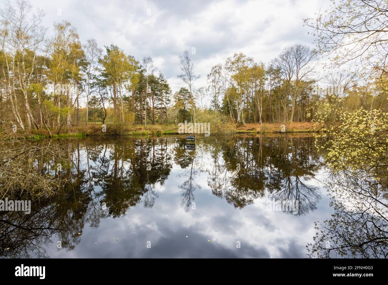 The Fishpool in the Gracious Pond area of Chobham Common, near Woking ...