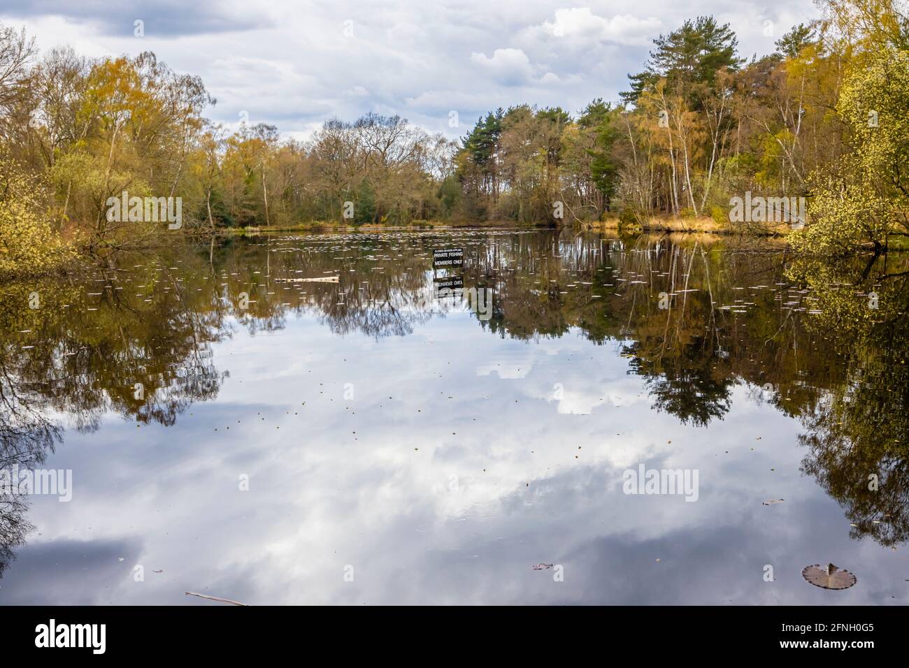 The Fishpool in the Gracious Pond area of Chobham Common, near Woking ...