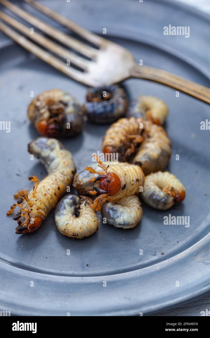 Raw grubs as an alternative source of proteins on a tin plate Stock ...