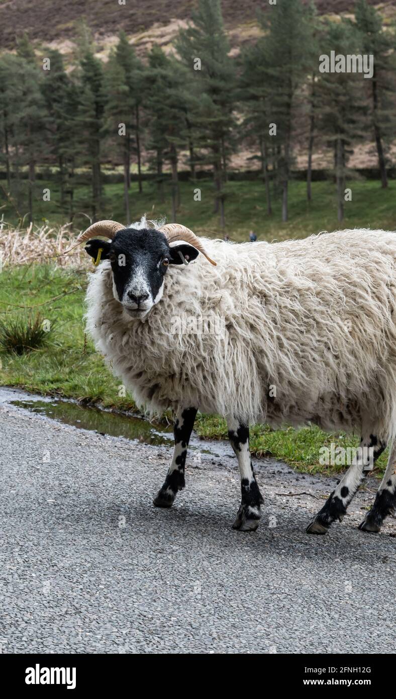 Sheep posing on a road with trees in background Stock Photo - Alamy