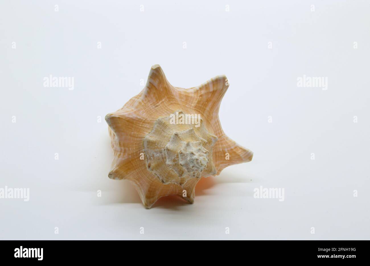 One big light brown seashell isolated and with white background Stock ...