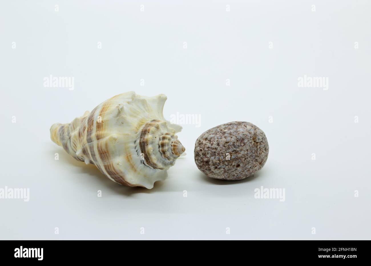 One big seashell and a brownish stone isolated with white background ...