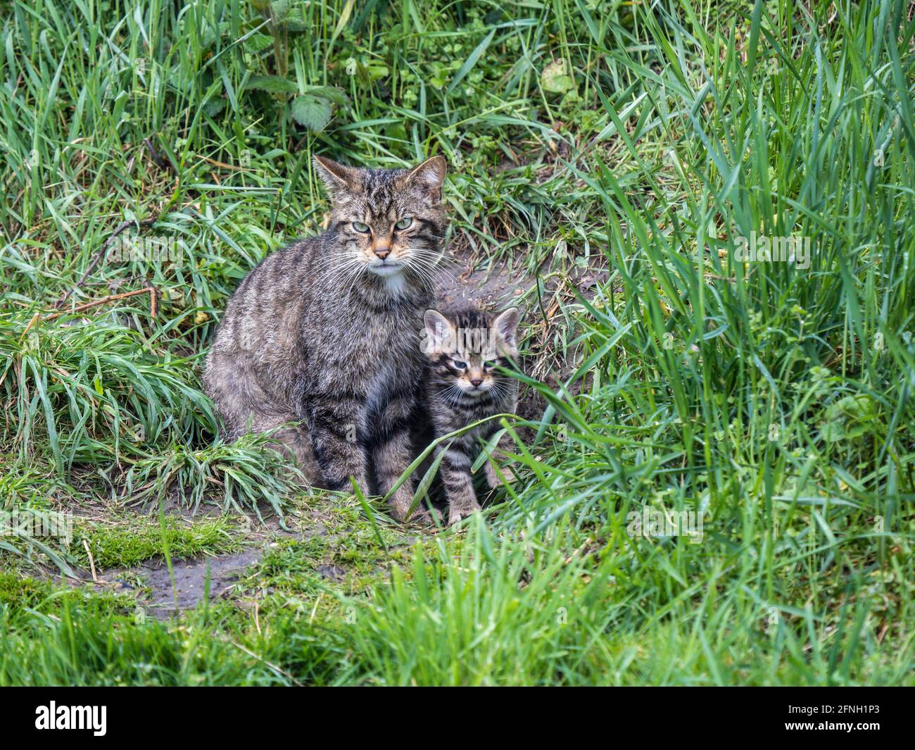 Scottish Wildcat Mother and Kitten Stock Photo - Alamy