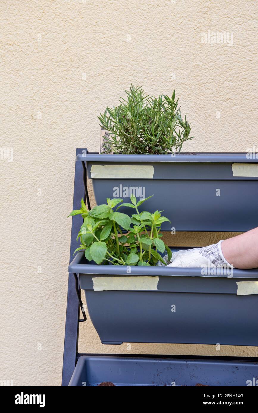 Vertical shot of small vertical garden, hobby Stock Photo - Alamy