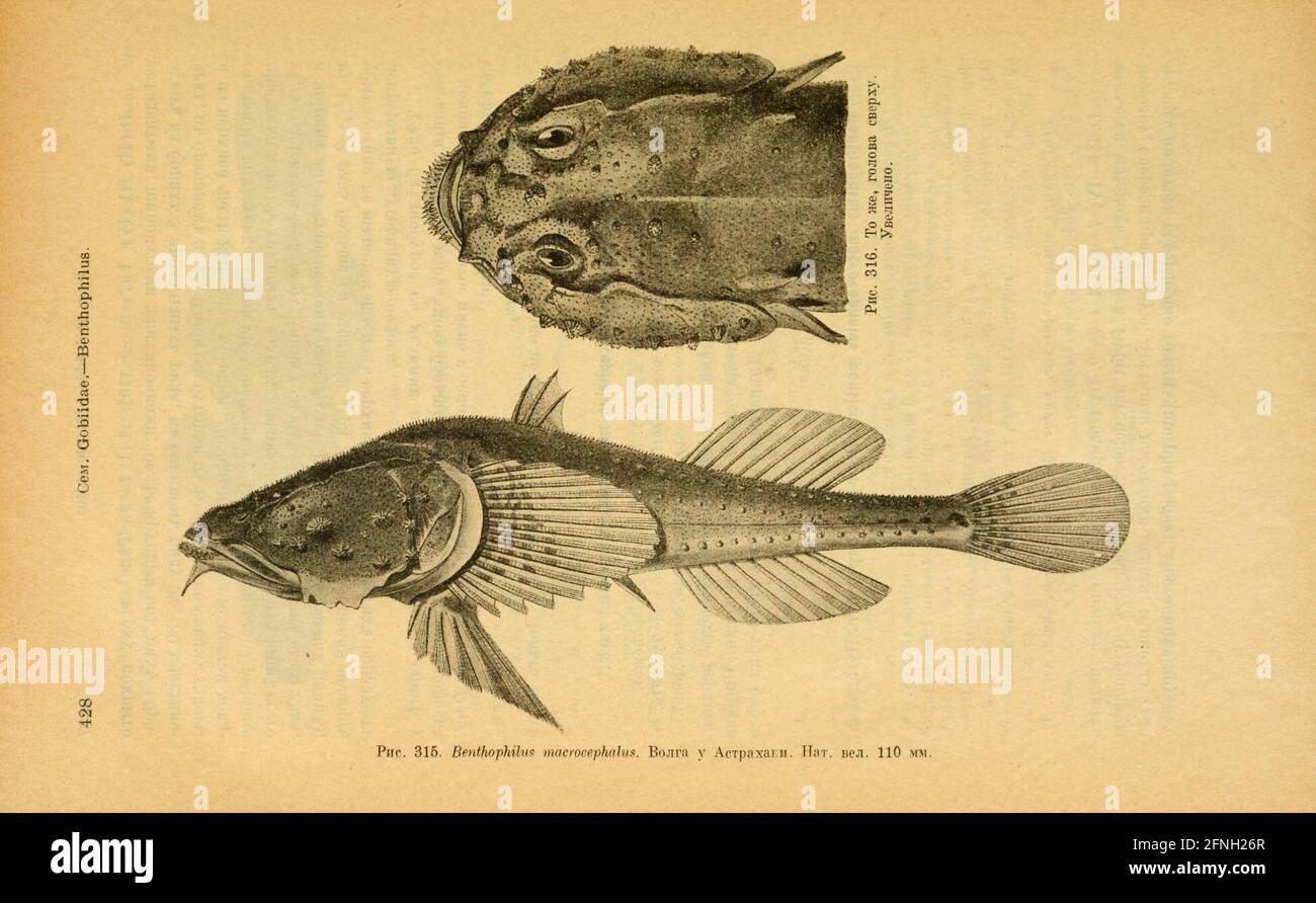 Moscow river fishing hi-res stock photography and images - Alamy