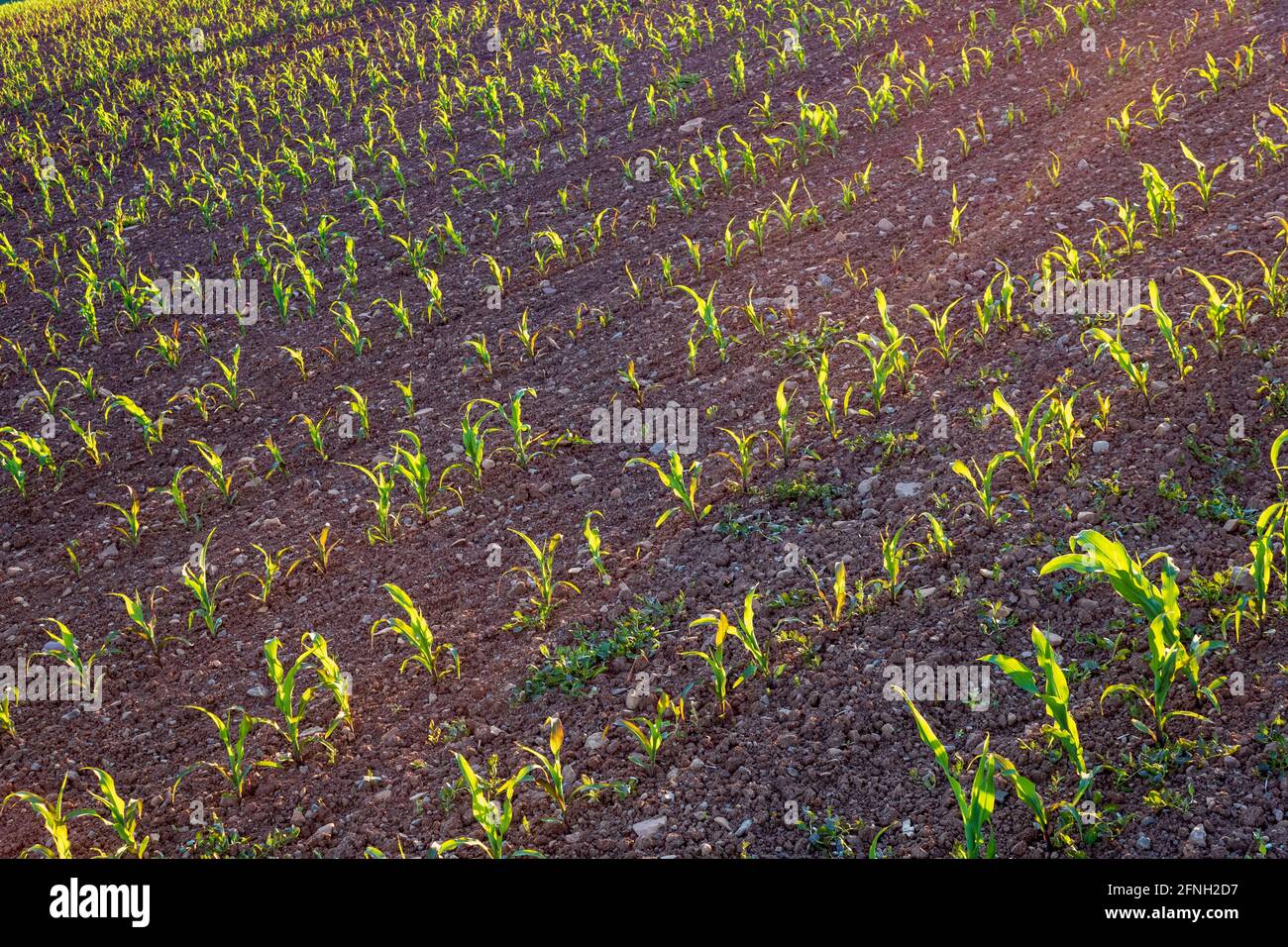 Planting corn seedlings hi-res stock photography and images - Alamy