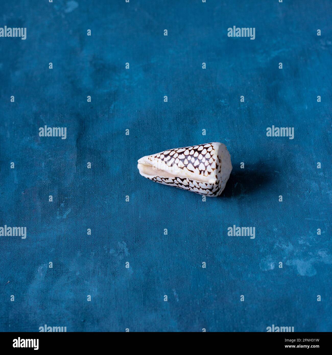 Black Cone on a blue background. Conus Marmoreus. Shell With White ...
