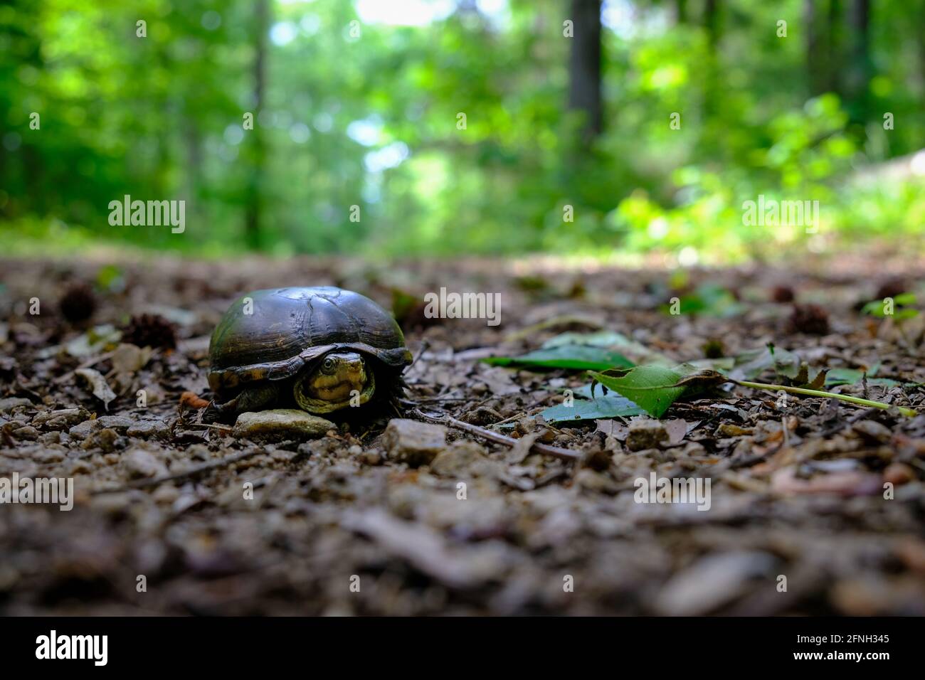 Eastern mud turtle (Kinosternon subrubrum) from a low angle with sunlit ...
