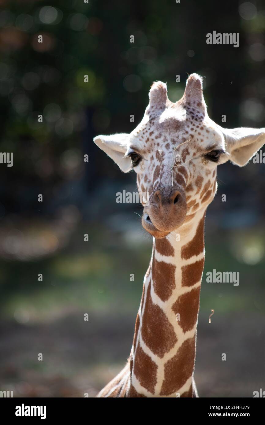 Giraffe looking at camera and chewing with pleasing backlight and ...