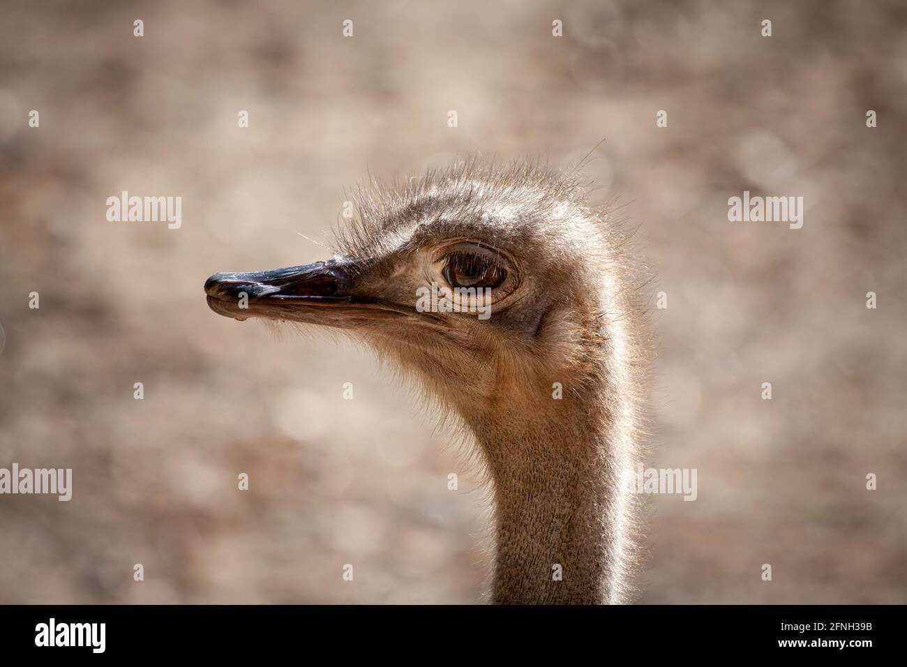 Ostrich face hi-res stock photography and images - Alamy