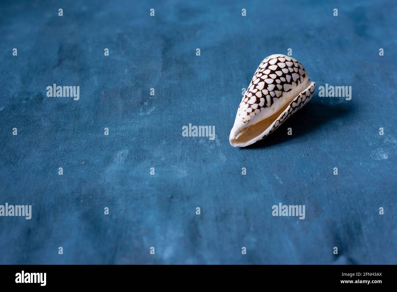 Black Cone on a blue background. Conus Marmoreus. Shell With White ...