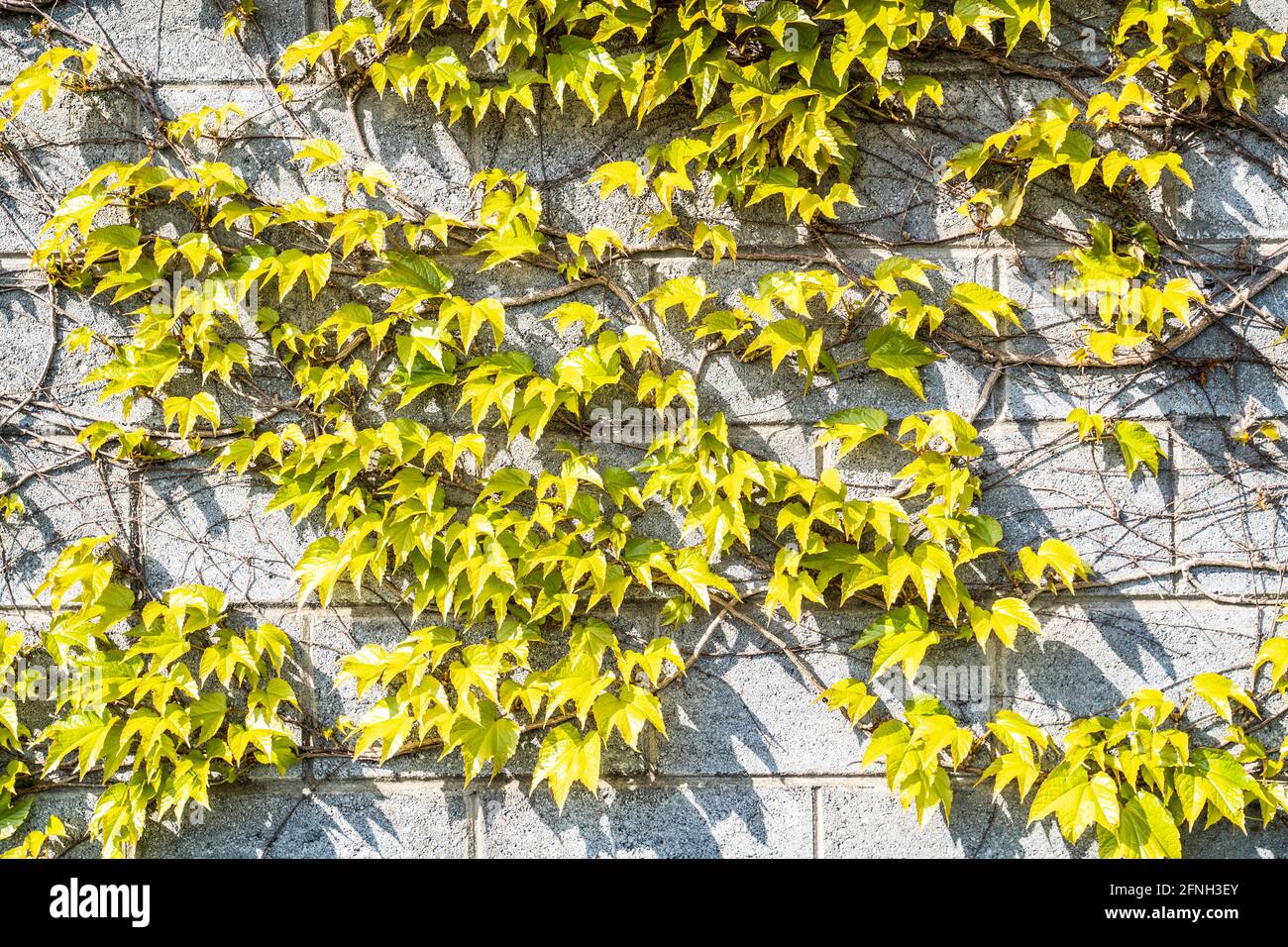 Ivy on Wall Stock Photo - Alamy