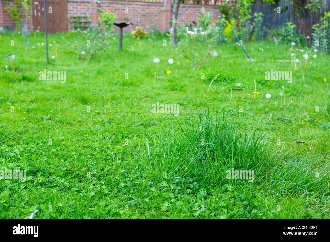 Uk no mow garden hi-res stock photography and images - Alamy