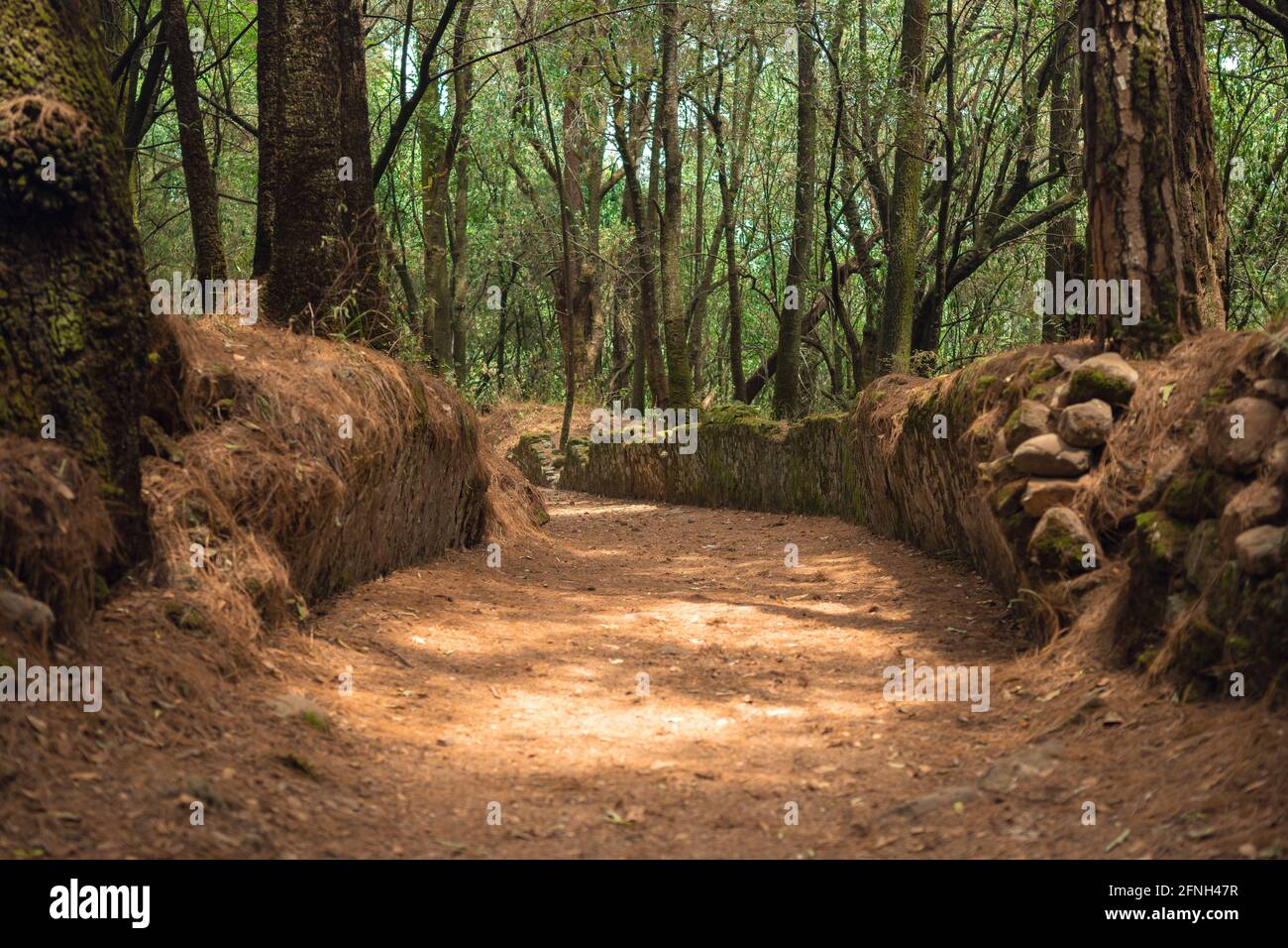 Old path leading through a green forest Stock Photo - Alamy