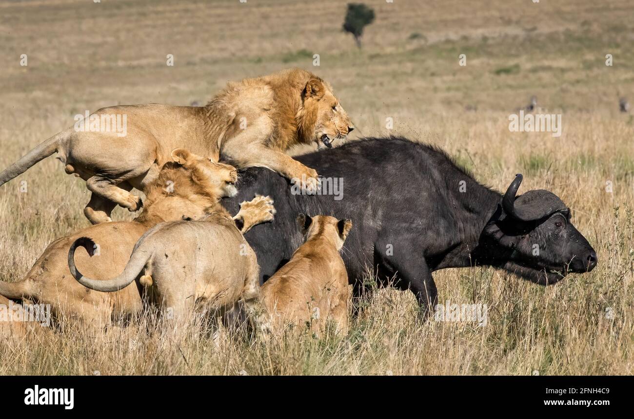 A hungry group of lions latch onto the back of an innocent buffalo ...
