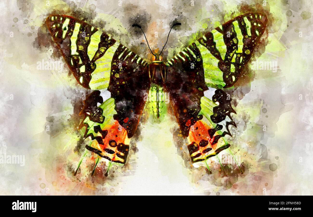 Watercolour illustration of exotical Madagascan sunset moth ...