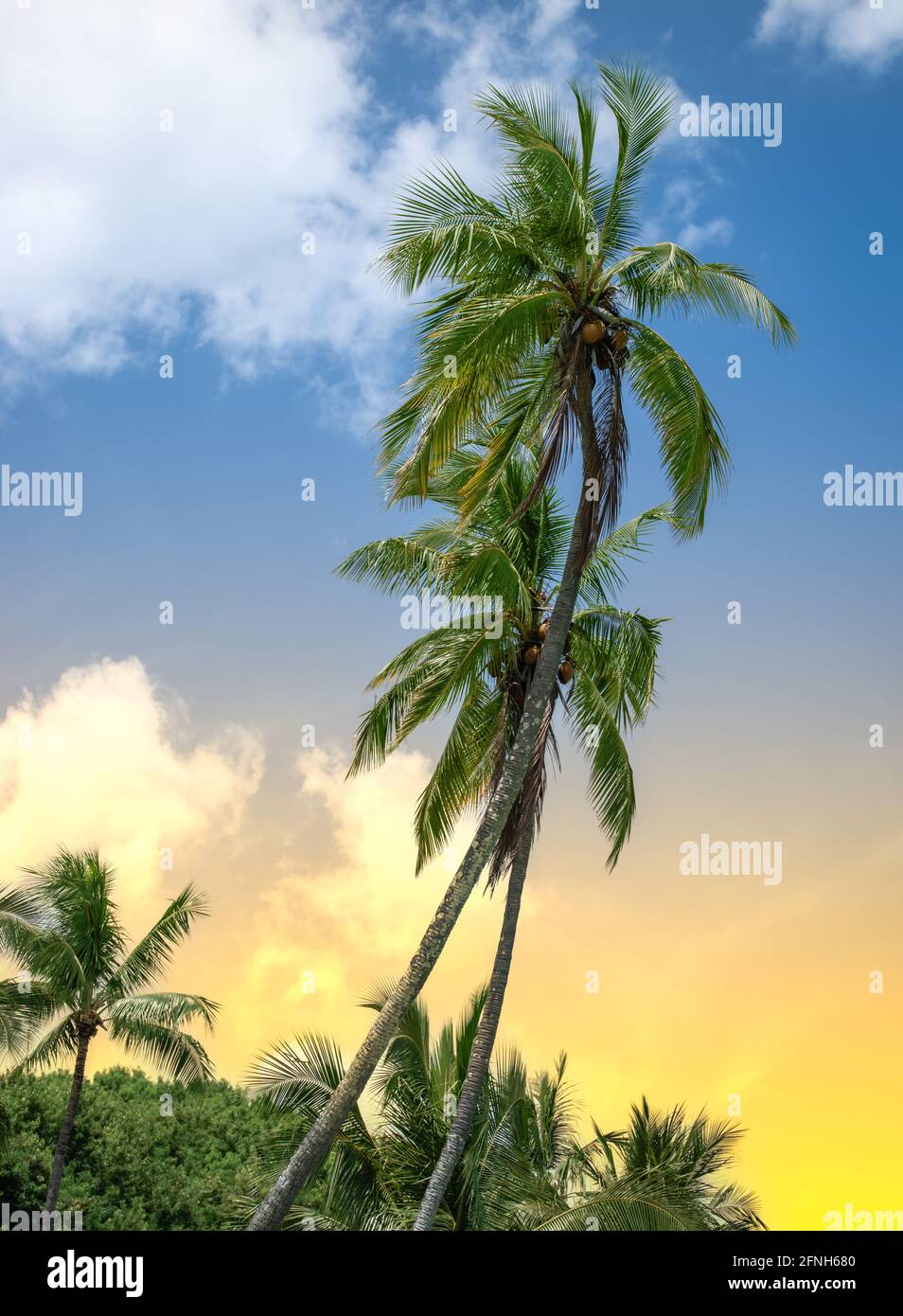 Tropic palm tree hi-res stock photography and images - Alamy