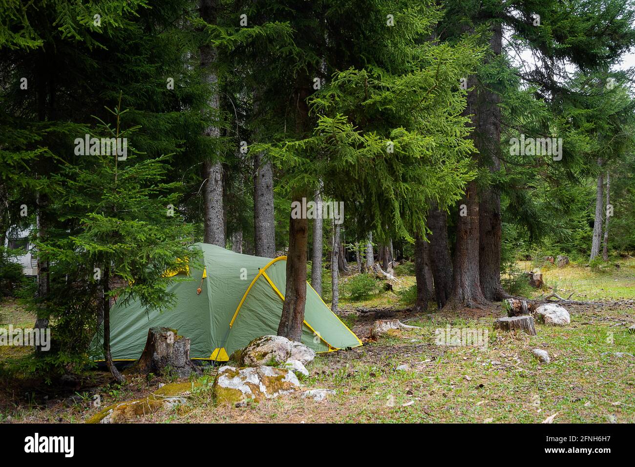 green tourist tent stands under a tree in a coniferous forest Stock ...